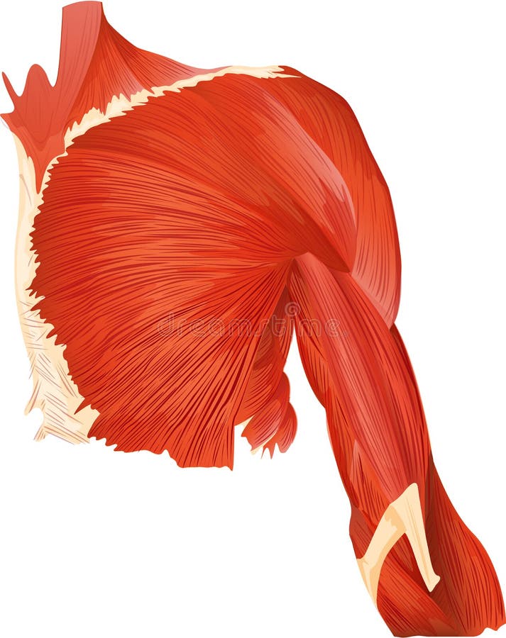 Chest and arm muscle stock vector. Illustration of object - 18293827