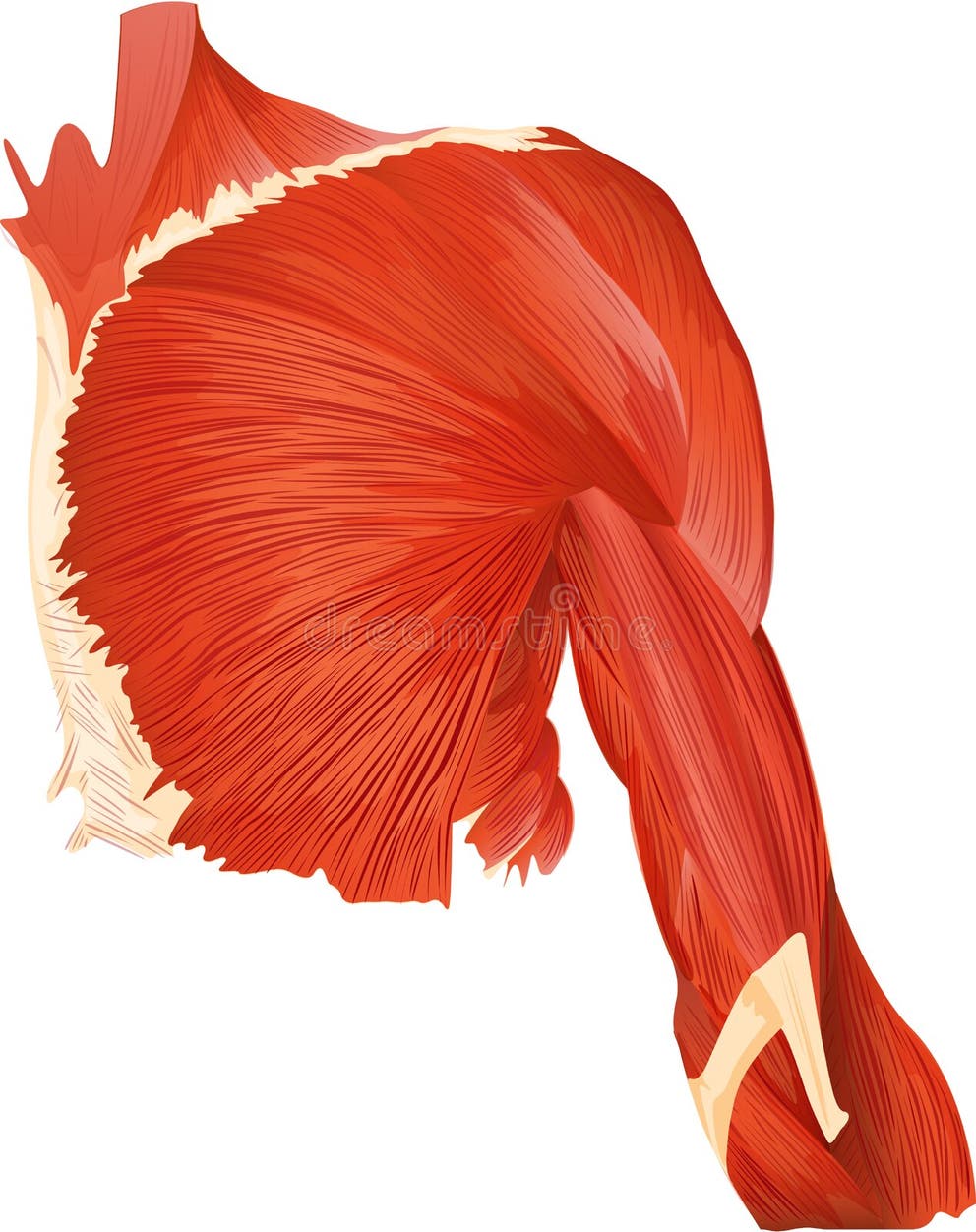 Pectoral Muscle Stock Illustrations – 1,503 Pectoral Muscle Stock ...
