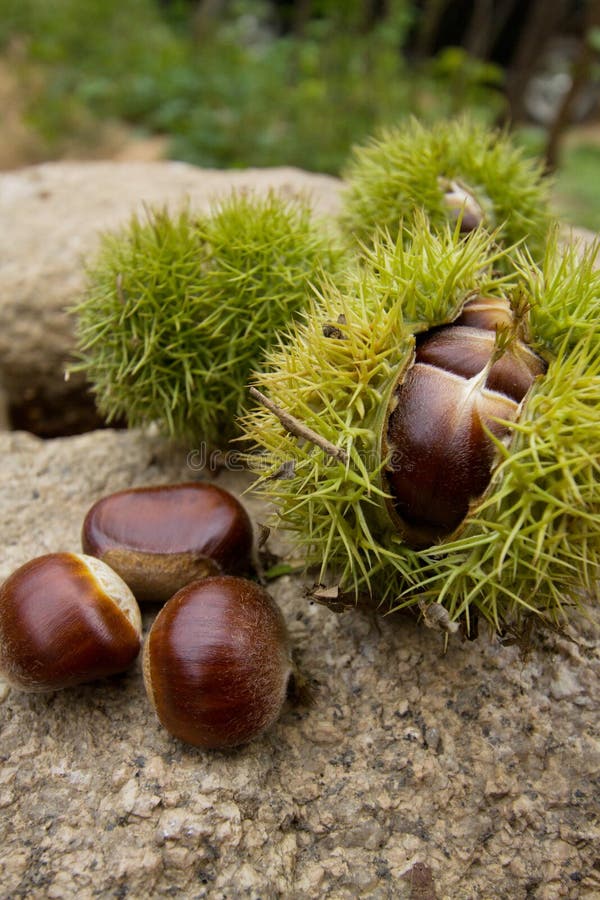 Chest nuts stock image. Image of benedicts, bakery, chestnuts - 189064117