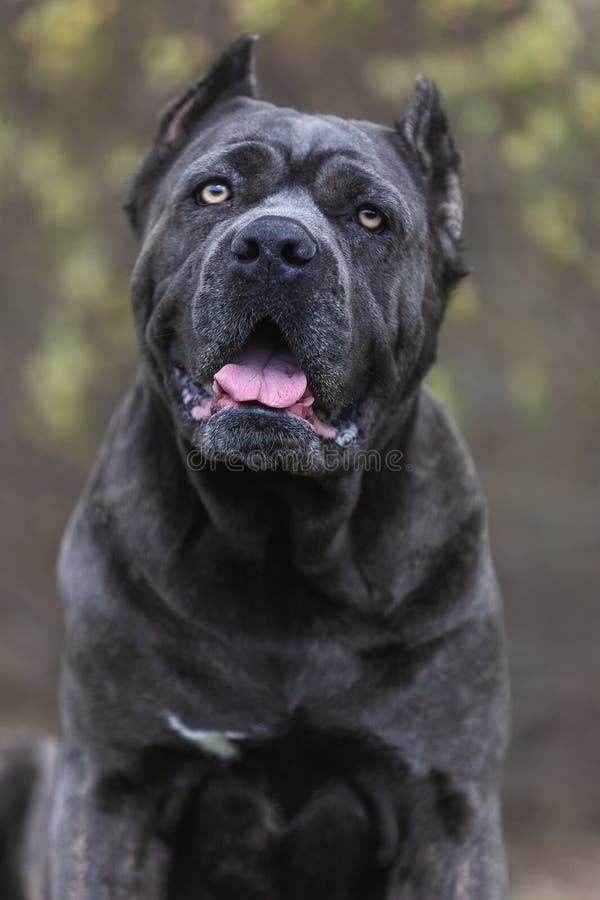 Portrait stock photo. Image of mammal, carnivore, black - 273072810