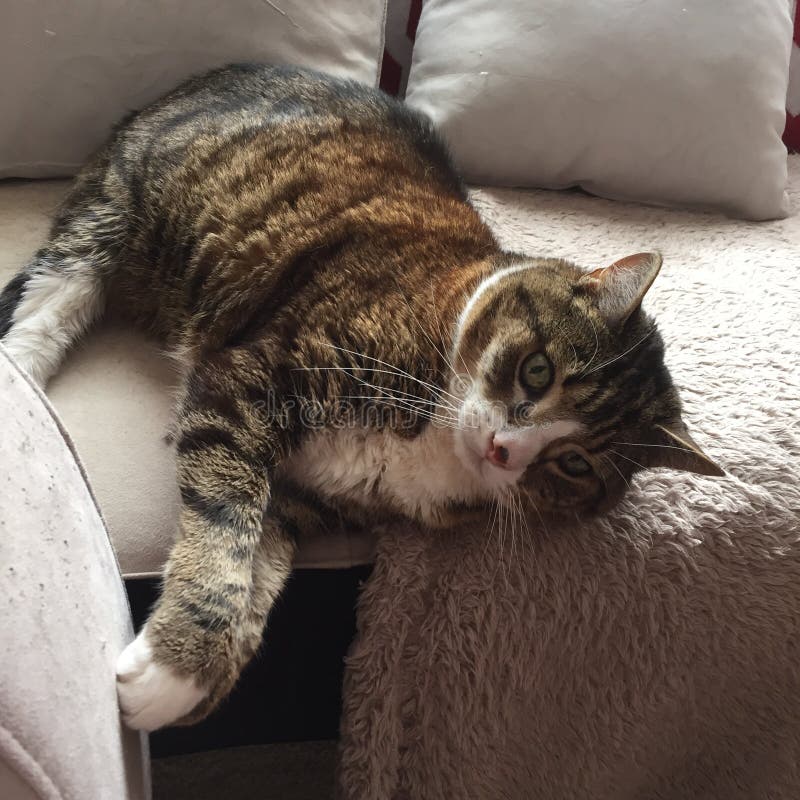 Stunning Male Tabby Cat stock image. Image of green, chester - 85327559