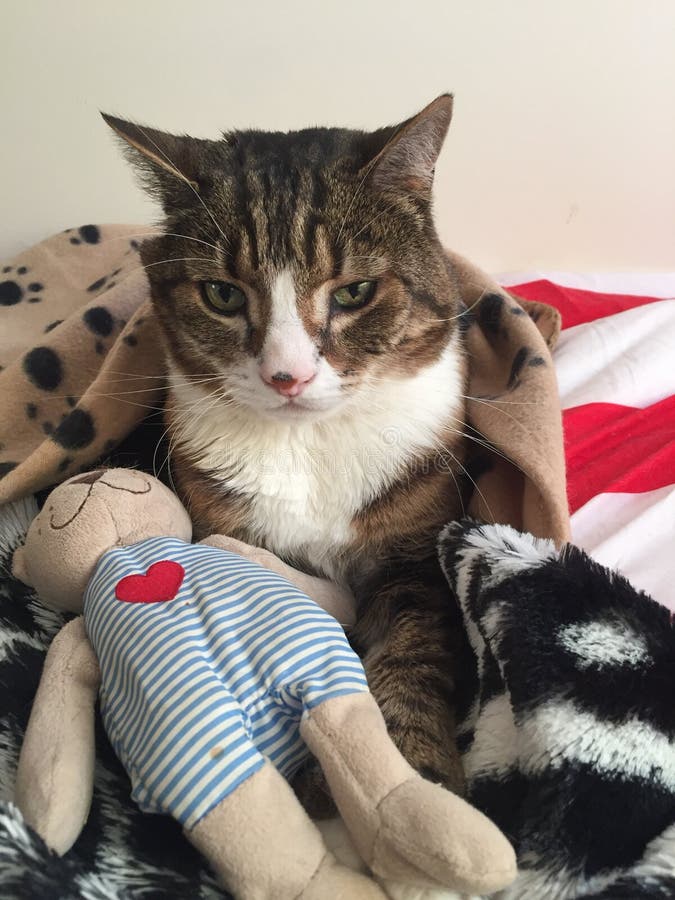 Stunning Male Tabby Cat with Teddy Bear Stock Image - Image of kitty ...