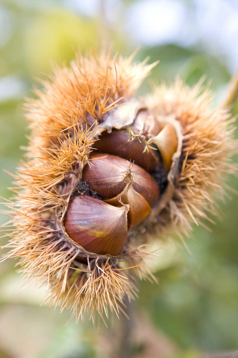 5,318 Mountain Chestnut Stock Photos - Free & Royalty-Free Stock Photos ...