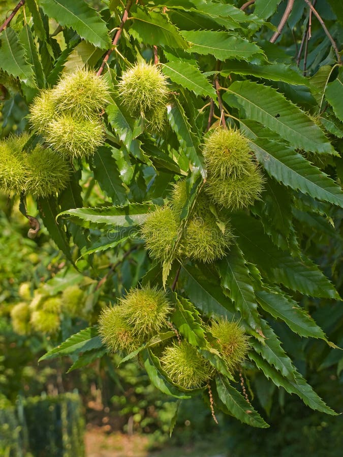 Chestnut stock image. Image of seeds, green, botanic - 11254079