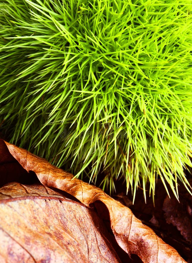 Chestnut stock image. Image of ingredients, fruit, feed - 12277311