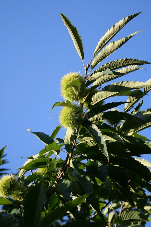 Chestnut stock image. Image of leaves, green, chestnut - 1266259