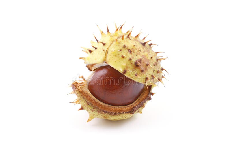 Chestnut stock photo. Image of green, nature, prickle - 1273732