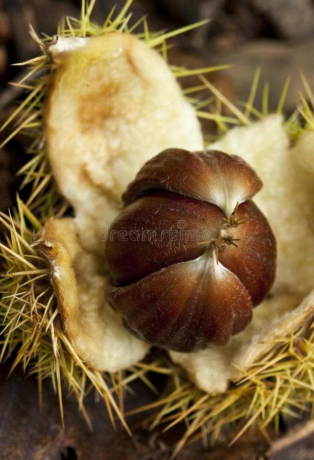 Chestnut stock image. Image of details, shell, outer - 14380689