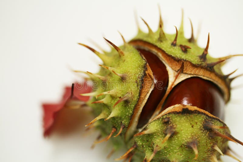 Chestnut stock photo. Image of unopened, close, fall - 16129252
