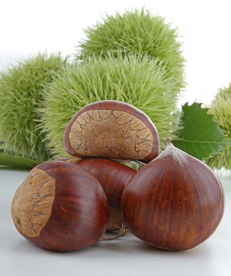 Chestnut stock image. Image of food, chestnut, autumn - 16302269