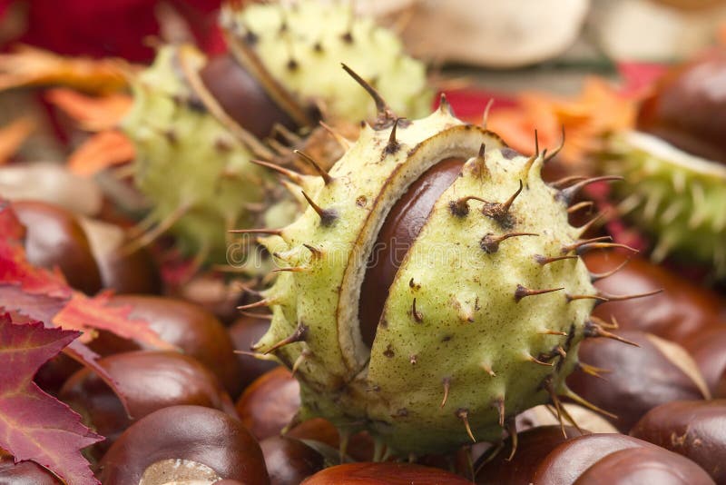 Female Fruit Cone Australian Cycad Stock Image - Image of ancient, pods ...