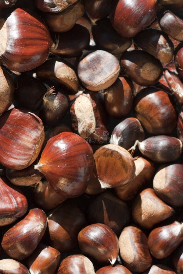 Chestnut stock photo. Image of shiny, chestnut, closeup - 16581744