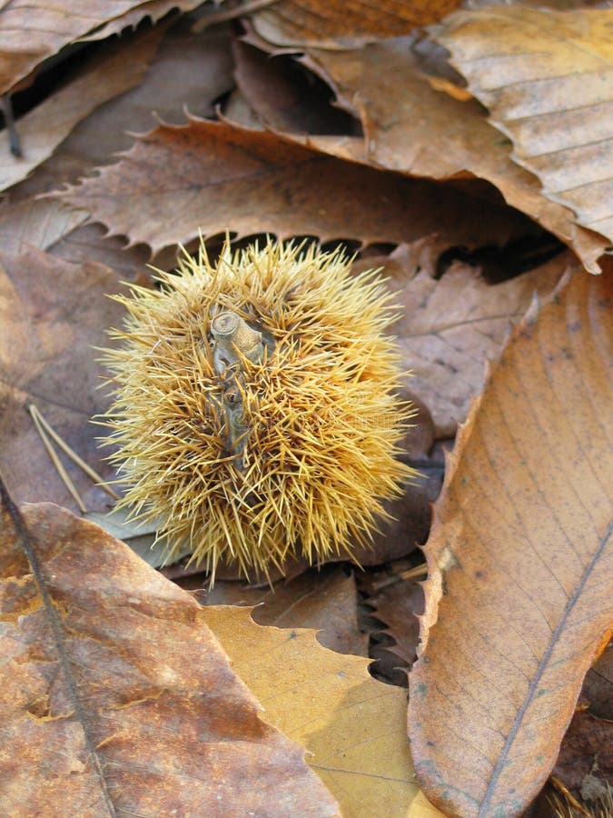 Chestnut stock image. Image of aesculus, prong, chestnut - 1807421