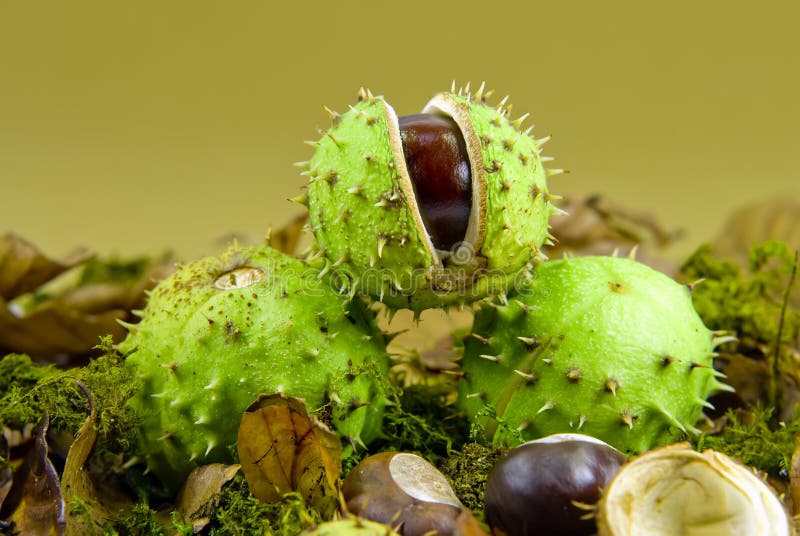 Chestnut stock image. Image of natural, food, chestnut - 19967589