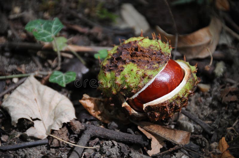 Chestnut stock image. Image of chestnut, ground, open - 20984453