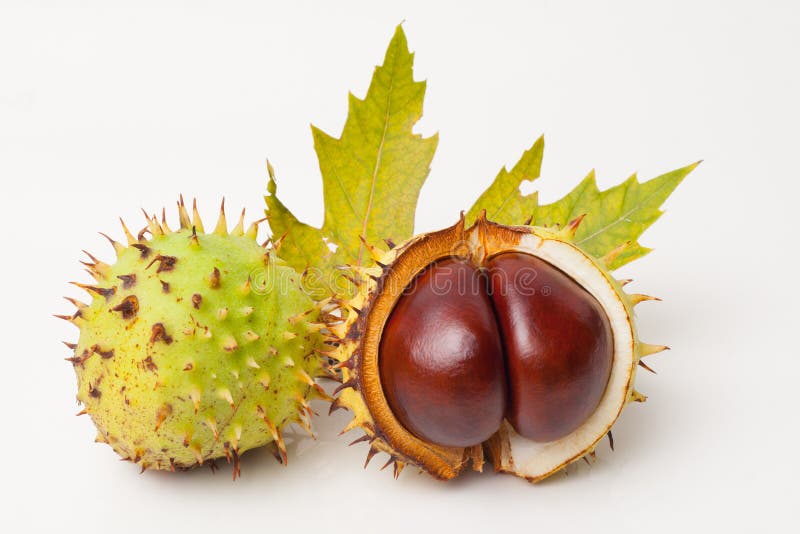 Chestnut stock image. Image of nature, grow, orange, forest - 27028079