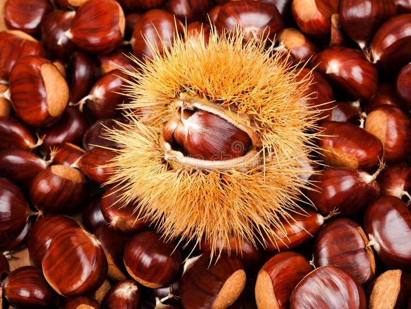 Sweet chestnuts stock photo. Image of october, green - 18742632