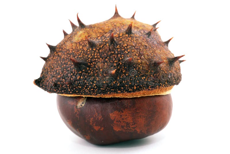 Chestnut stock image. Image of chestnut, skin, park, spiked - 3176635