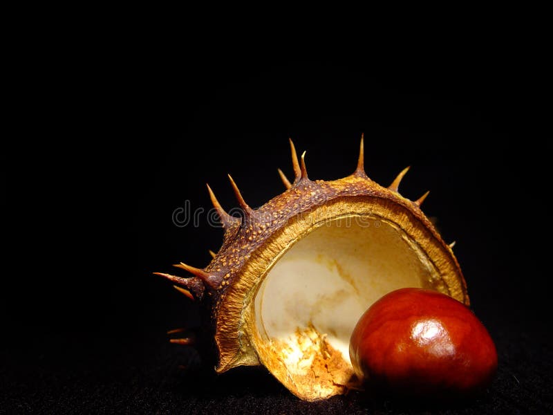 Conkers - Horse Chestnuts on a Woodland Floor Stock Photo - Image of ...