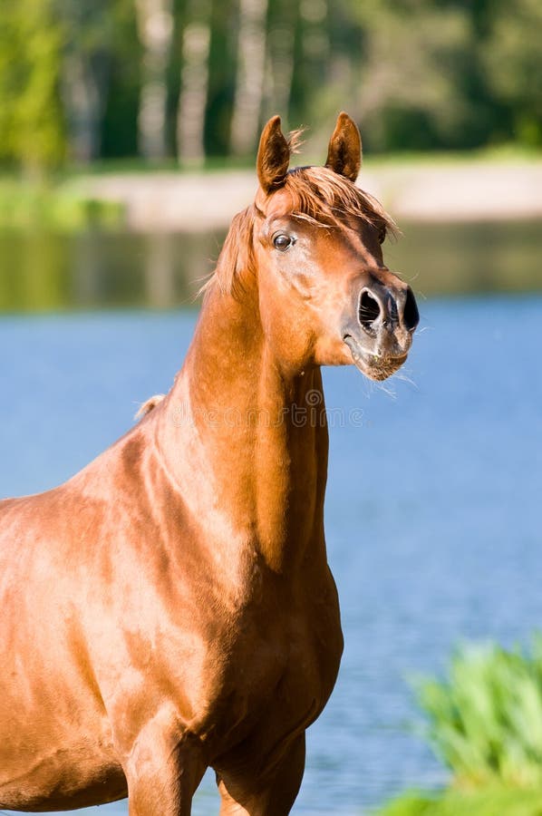 Chestnut Arabian Horse Portrait Stock Photo - Image of canter, glance ...