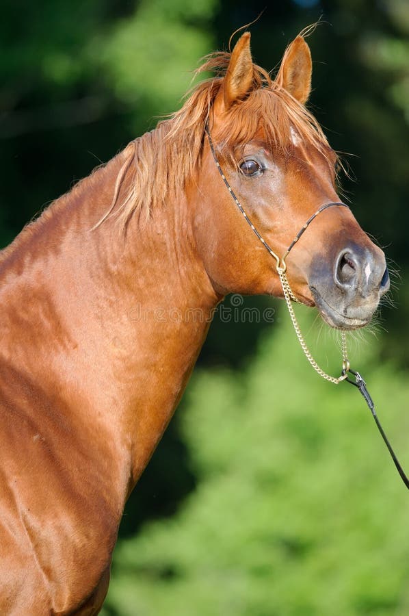 Chestnut Arabian Horse Portrait Stock Image - Image of hoofed, mane ...