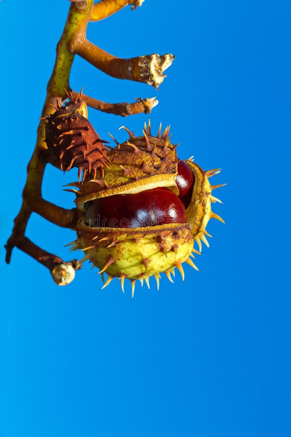 Chestnut stock image. Image of nutritious, edible, chestnuts - 45352511