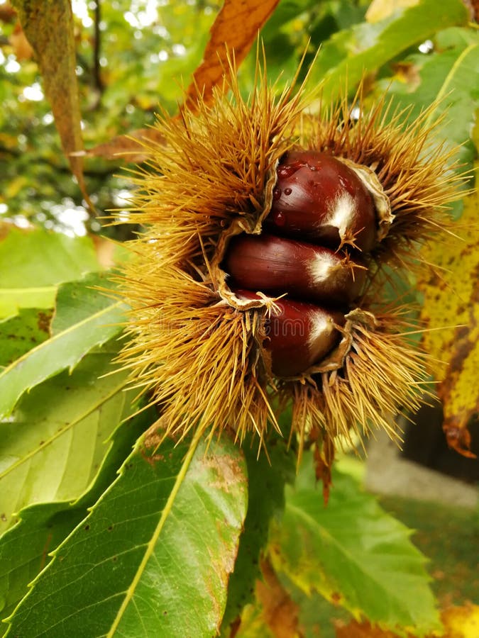 Chestnut in autumn stock photo. Image of ingredient - 132797302