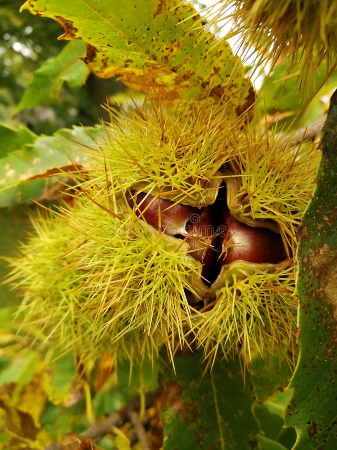 Spiky chestnut fruit stock photo. Image of thorns, danger - 11270516