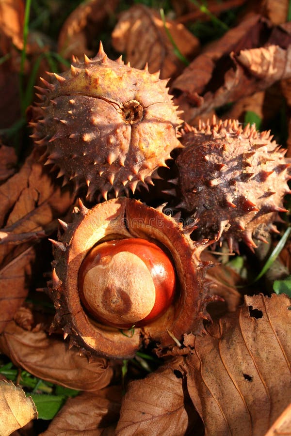 Chestnut autumn fall stock photo. Image of fruit, horse - 1418150