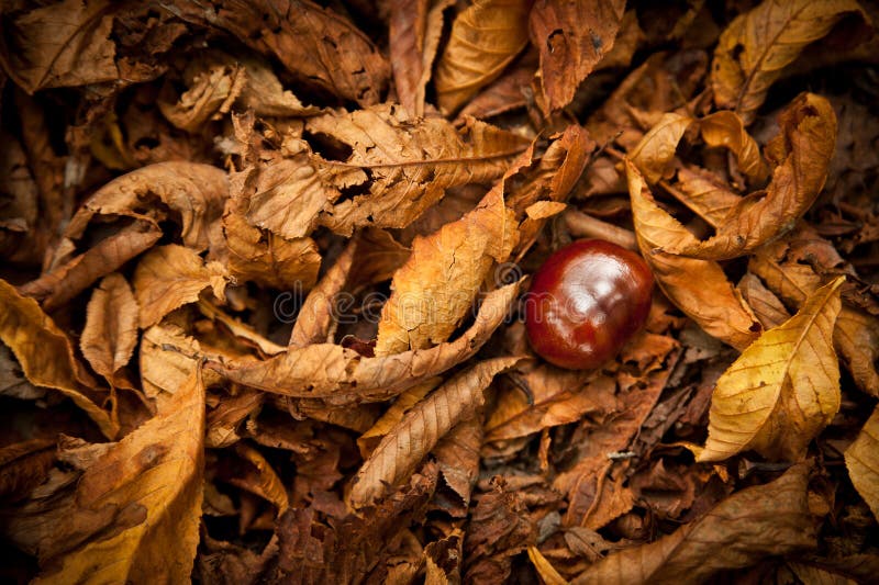 Chestnut autumn fall stock photo. Image of fruit, horse - 1418150