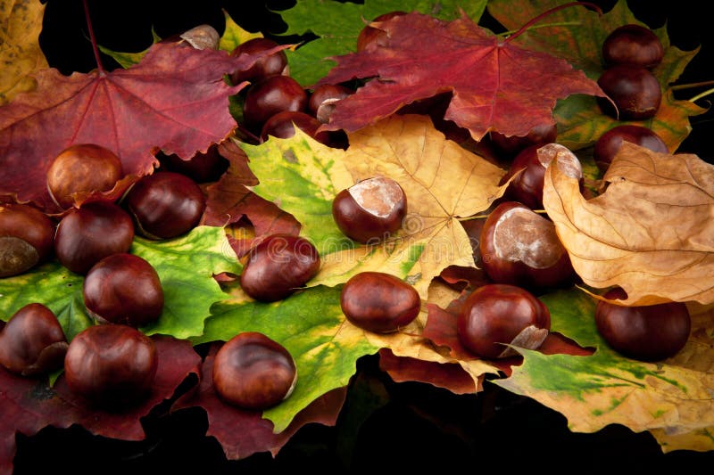 Chestnut and autumn leafs stock photo. Image of branch - 16652794