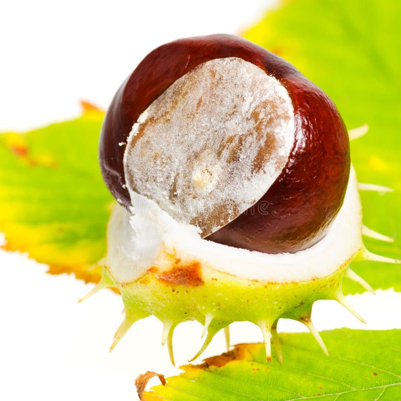 Chestnut autumn fall stock photo. Image of fruit, horse - 1418150