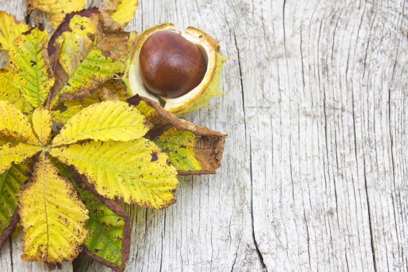 Chestnut autumn fall stock photo. Image of fruit, horse - 1418150