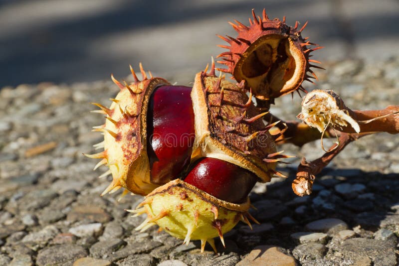 Chestnut stock photo. Image of close, brown, kernel, healthy - 45352446