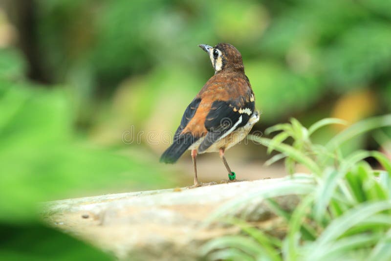 Chestnut-back thrush stock photo. Image of thrush, rock - 34813344