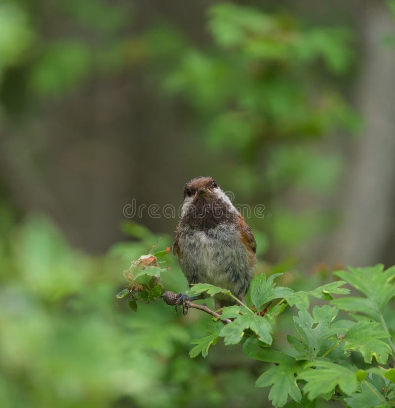 Chestnut-backed Chickadee Feeding in Woods Stock Photo - Image of ...