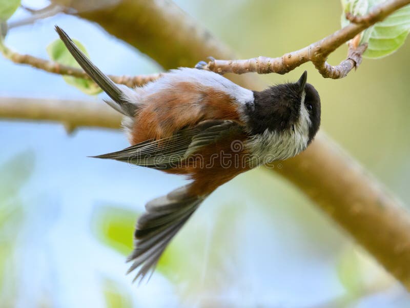 Chestnut-backed Chickadee Resting on Tree Branch Stock Photo - Image of ...