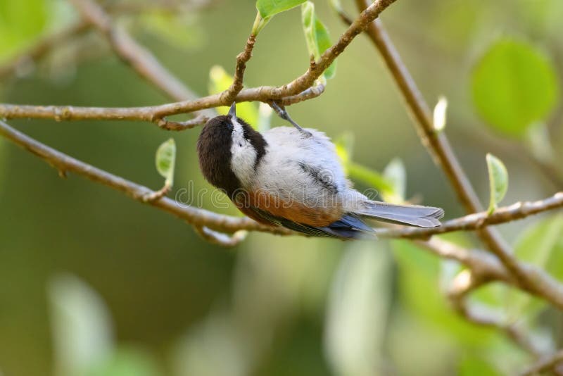 Chestnut-backed Chickadee Resting on Tree Branch Stock Image - Image of ...