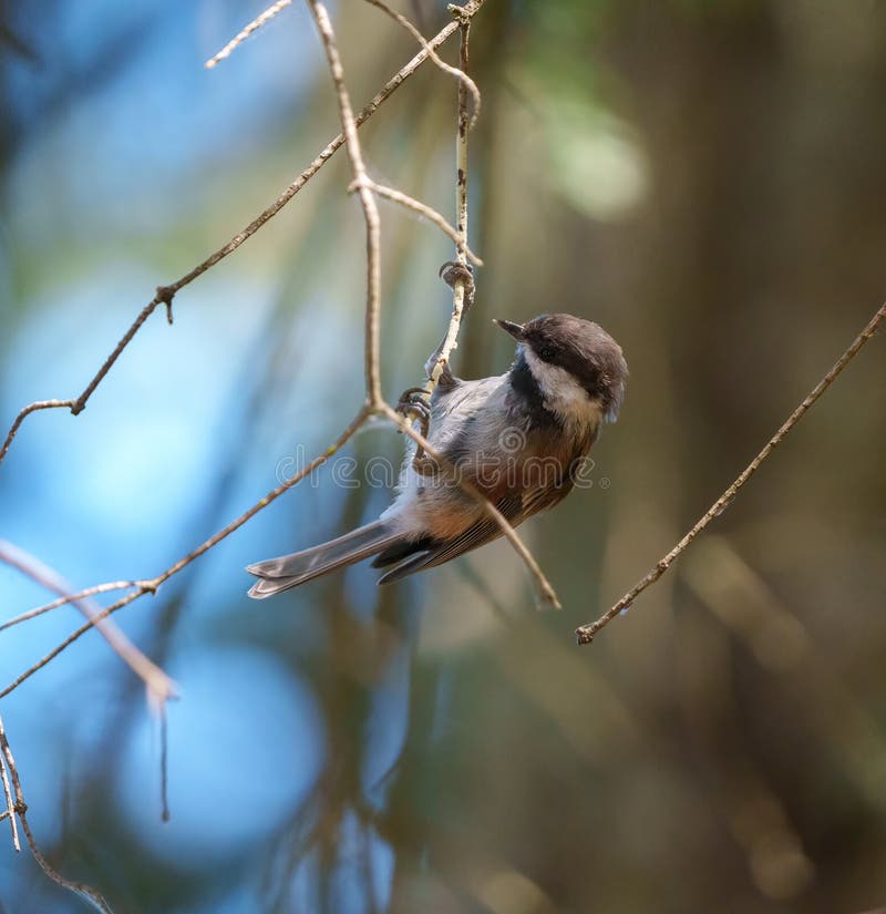 Chestnut-backed Chickadee Resting on Tree Branch Stock Photo - Image of ...