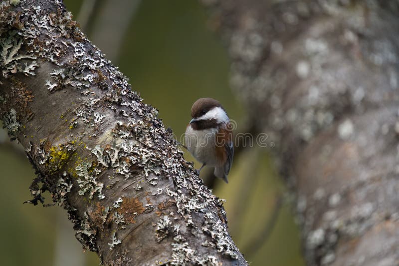 Chestnut-backed Chickadee Resting on Tree Branch Stock Image - Image of ...