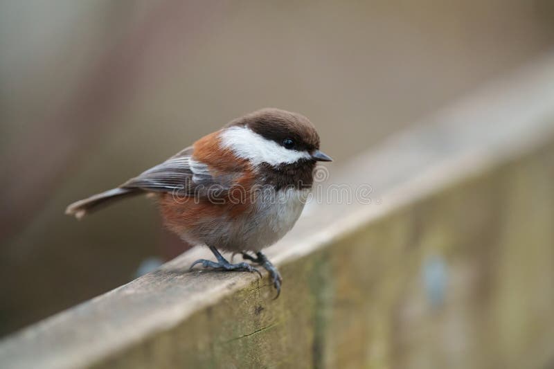 Chestnut-backed Chickadee Resting on Tree Branch Stock Photo - Image of ...