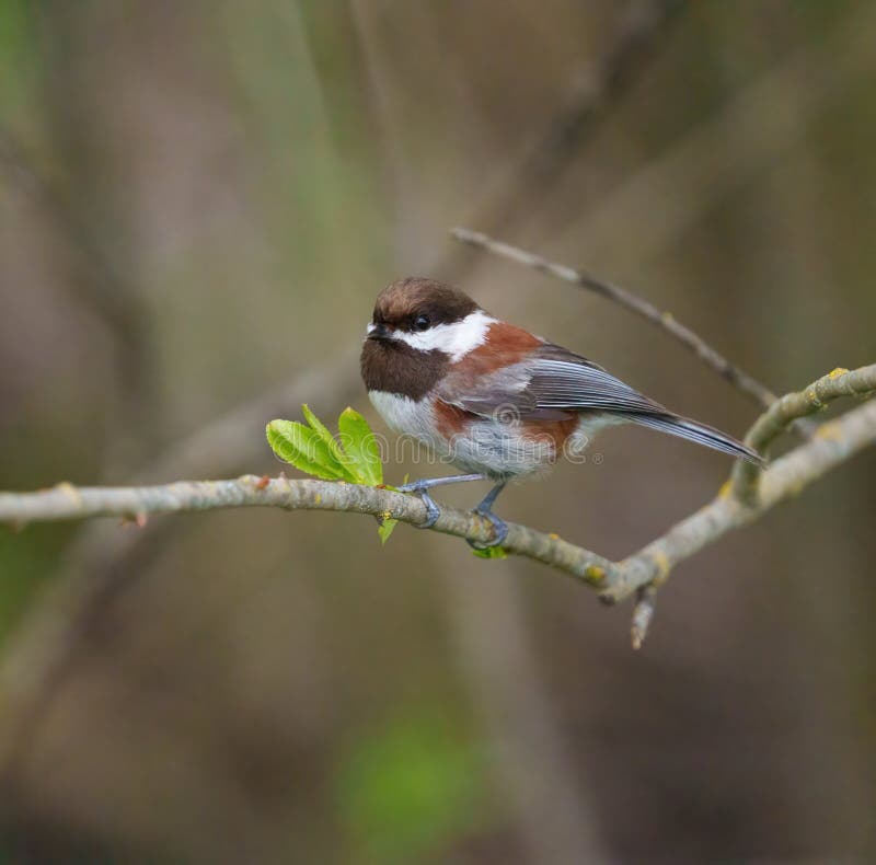 Chestnut-backed Chickadee Resting on Tree Branch Stock Photo - Image of ...