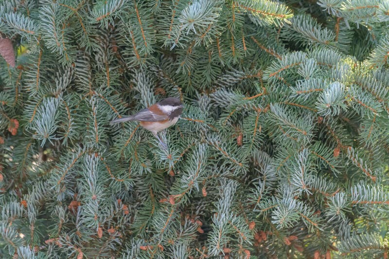 Chestnut-backed Chickadee Resting on Tree Branch Stock Image - Image of ...