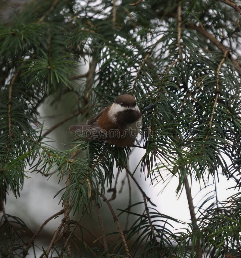 Chestnut-backed Chickadee Resting on Tree Branch Stock Photo - Image of ...