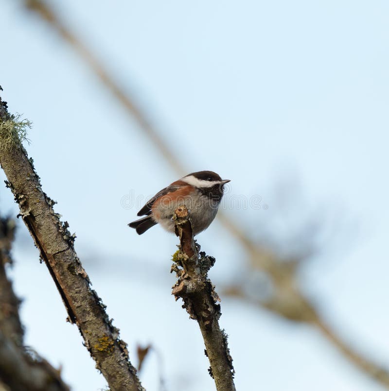 Chestnut-backed Chickadee Resting on Tree Branch Stock Photo - Image of ...