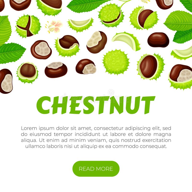 Chestnut Banner Design with Brown Kernel in Green Thorn Shell Vector ...