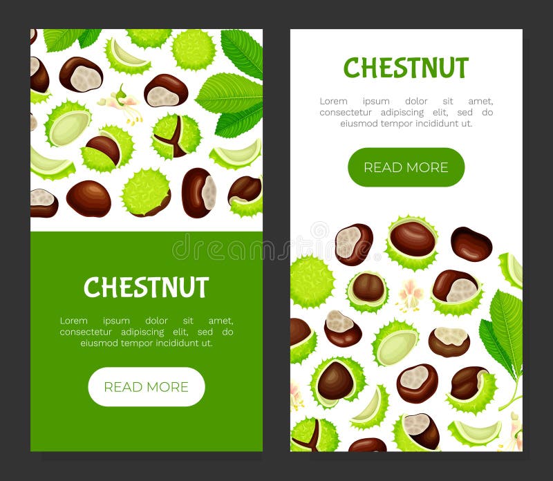 Chestnut Banner Design with Brown Kernel in Green Thorn Shell Vector ...