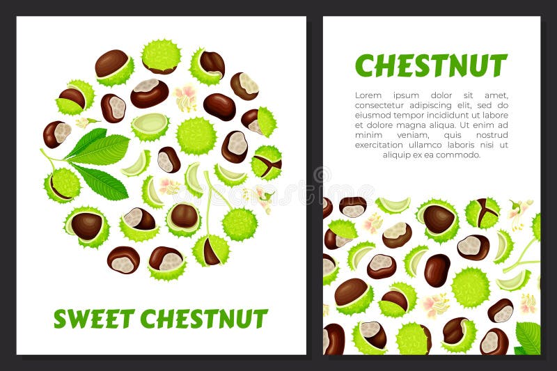 Chestnut Banner Design with Brown Kernel in Green Thorn Shell Vector ...