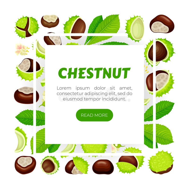 Chestnut Banner Design with Brown Kernel in Green Thorn Shell Vector ...