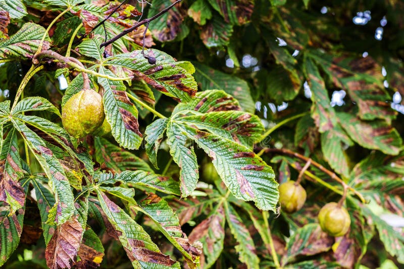 Chestnut stock image. Image of beautiful, season, chestnut - 100441131